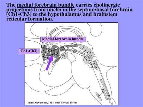 Review Of Limbic System Hypothalamus Thalamus Cortex Ppt Download