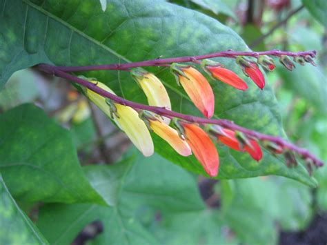 Ипомея Мина Лобата Фото — Картинки фотографии