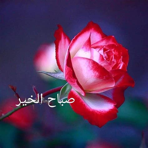 دانه الحمزه