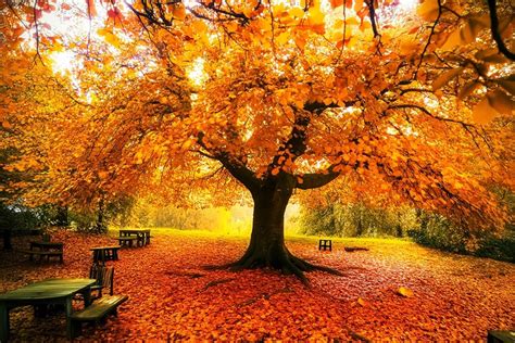Autumn Leaves Backdrop Fall Canopy Backdrop Backdrop Lxx57 177