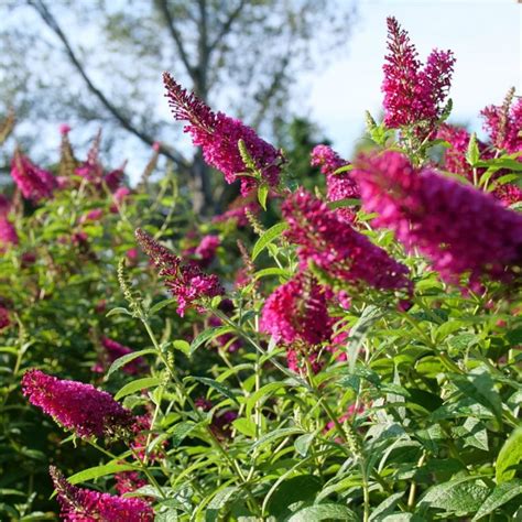 12 Garden Plants That Flourish In Full Sun