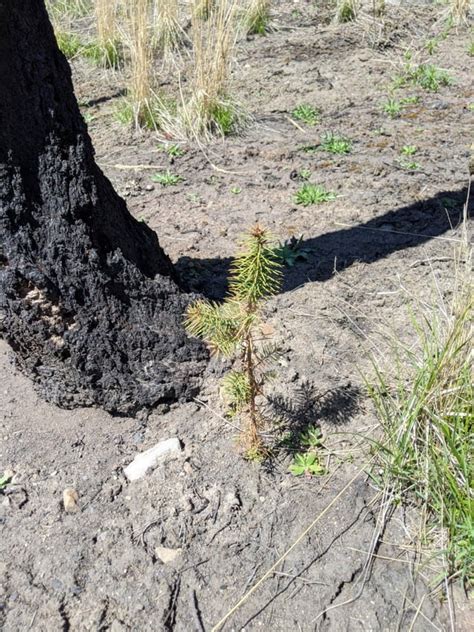 Tree Canada Stone Ir 4 Chilcotin Bc Pdf