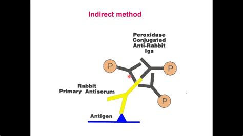Histopathological Techniques Immunohistochemical Technique Part 2