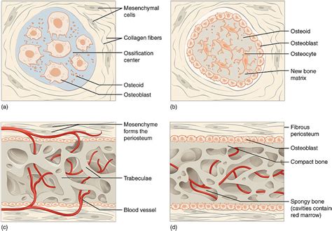 Difference Between Dermal And Endochondral Ossification Compare The Difference Between Similar