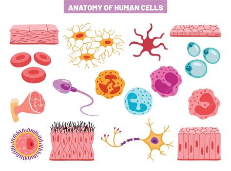 Lanatomie Des Cellules Du Corps Humain Vecteur Premium