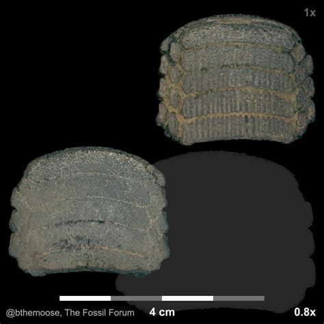 Myliobatis Sp Member Collections The Fossil Forum