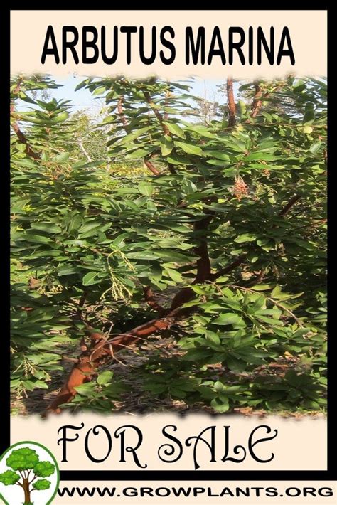 Arbutus Marina Essential Tips For Gardening