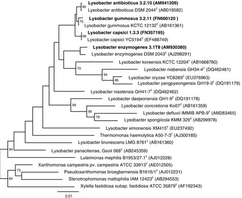 Indigenous Populations Of Three Closely Related Lysobacter Spp In