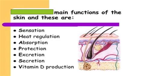 Physical Functions Of The Skin Msthu Medical English