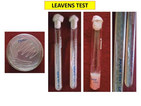 Bacteriology Practicals Pptpptx