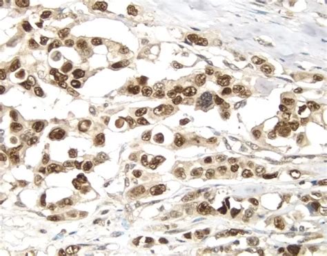 Dab Staining Dab Peroxidase Substrate Kit Vector Labs