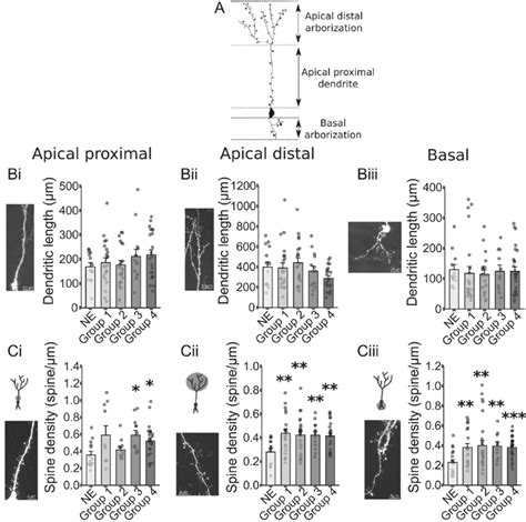 Increasing The Complexity Of Perceptual Learning Increased Structural