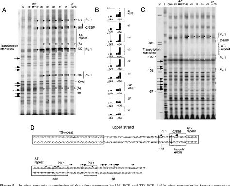 Figure 1 From Transcription Factor Complex Formation And Chromatin Fine Structure Alterations At