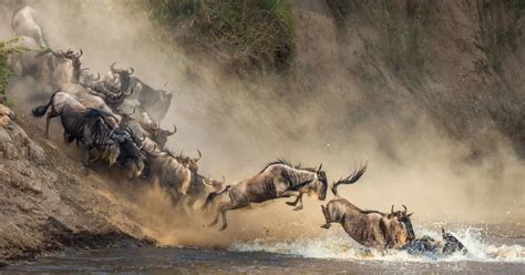 The Great Notes Migration Still Have Historical Animal Or Medical