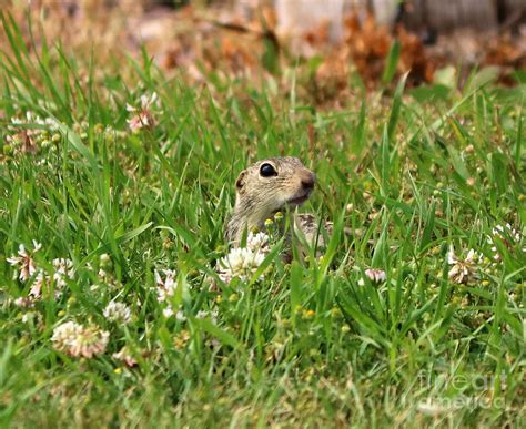 Striped Gopher Photograph By Lori Tordsen Fine Art America