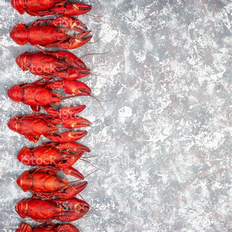 회색 흰색 콘크리트 배경 상단 보기 사각형 형식에 가재로 만든 테두리 갈고리 발톱에 대한 스톡 사진 및 기타 이미지 갈고리 발톱 갑각류 끓는 물에 삶기 Istock