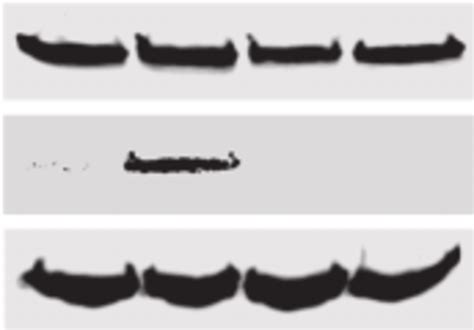 Prrsv Inhibits Expression Of Ifn Stimulated Genes In Marc 145 Cells