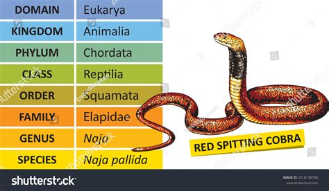 Hierarchy Biological Classifications Major Taxonomic Ranks Stock Vector