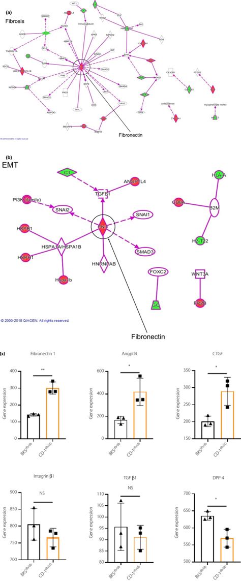 cd‐1db db mice a novel type 2 diabetic mouse model with progressive