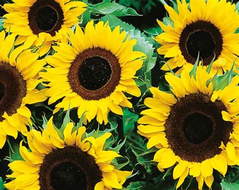 Sunflower Single Sunspot Seeds Za