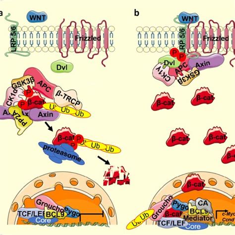 Regulation Of Cardiogenesis By Wnt β Catenin Signaling Pathway Download Scientific Diagram