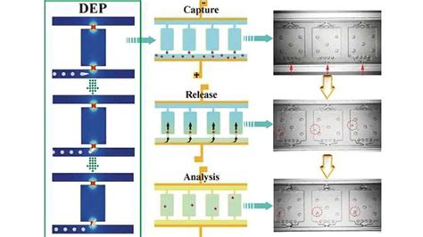 Progress Toward Personalized Medicine Microfluidic Chip For Analysis Of Single Cells