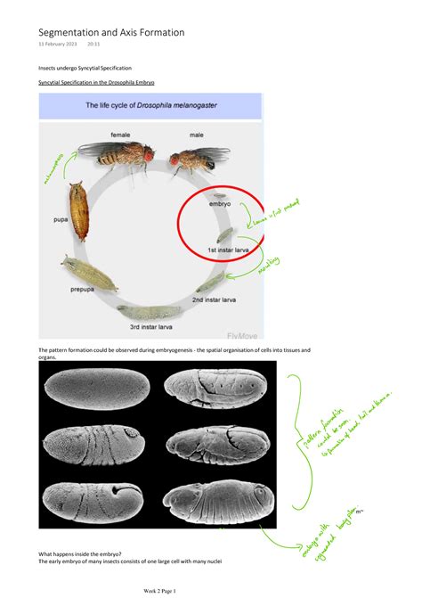 Week Segmentation And Axis Formation Insects Undergo Syncytial Specification Syncytial