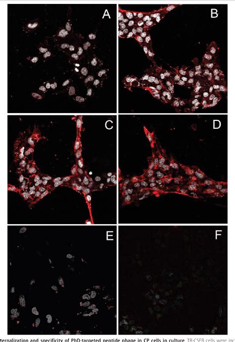 Figure 3 From Title Targeting Choroid Plexus Epithelia And Ventricular Ependyma For Drug