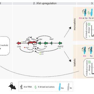 Dynamic Model Of Choice During Random Xci Left Pre Xci Status Both X