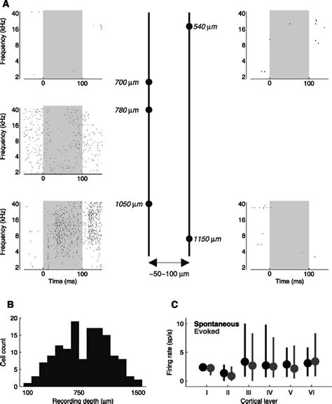 Neither Spatial Nor Laminar Position Predicts Response Pattern A