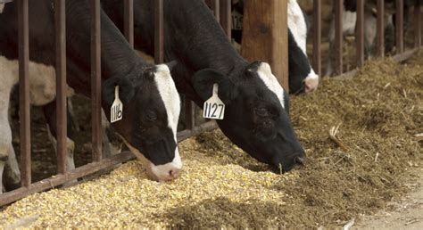 Cattle Grub Treatments Morning Ag Clips