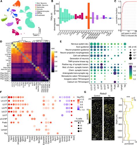 Thyroid Hormone Remodels Cortex To Coordinate Body Wide Metabolism And Exploration Cell