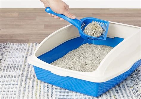 Pellet Litter Vs Clumping Our 2026 Comparison Pros And Cons Catster