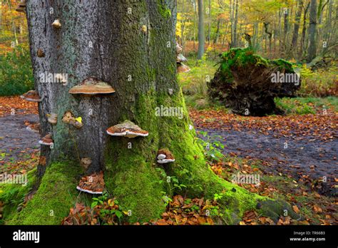 Tree Fungi Hi Res Stock Photography And Images Alamy