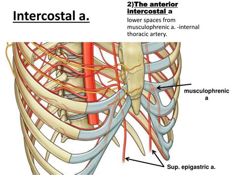 Ppt Intercostal Vessels And Nerves Powerpoint Presentation Free Download Id 6098845
