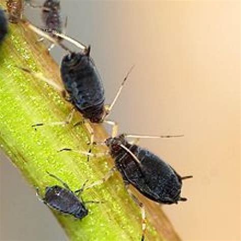 Cnn Model For Insect Detection Classification Dataset V1 2022 12 31 3 44pm By Sabbella Bhagya