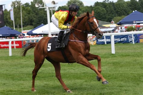 Torquator Tasso Stallions Online