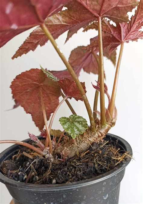 Begonia Gryphon Begoniasymas Com