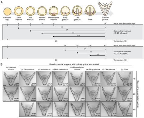 Figure S2 Development Is Not Affected By Doxycycline A Schematic Download Scientific