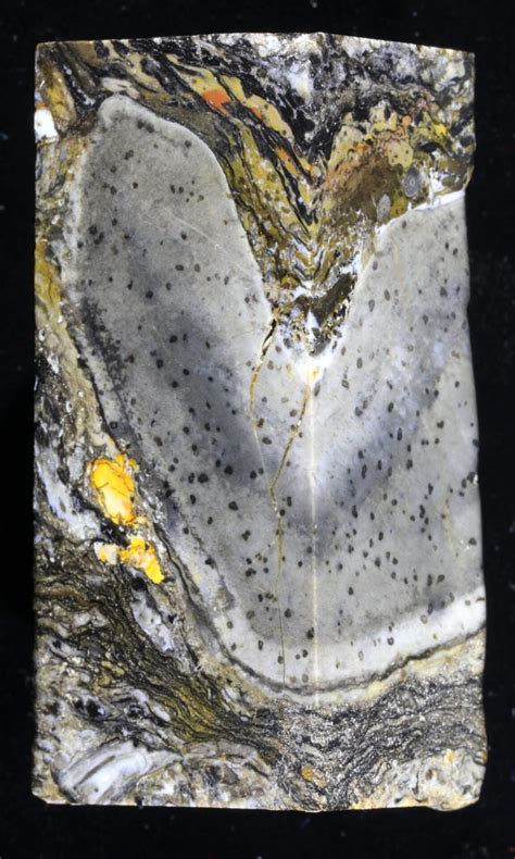 Before Trees Earth Hosted A Giant Life Form That Looks Like Something