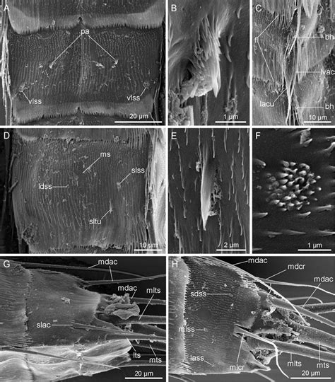 A H Scanning Electron Micrographs Showing Details In The Cuticular Download Scientific Diagram