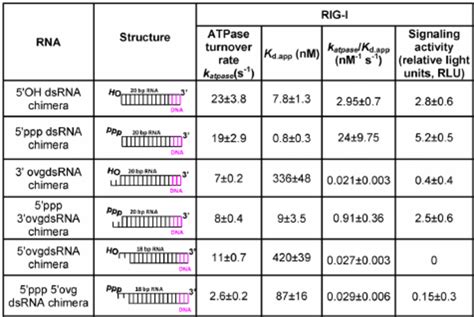 Signaling Activity Of Dsrna With Various End Modifications A The K