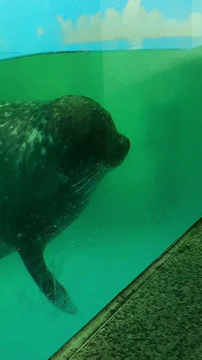 귀여운 물범🦭 수족관 패밀리랜드 동물원 물범 Youtube