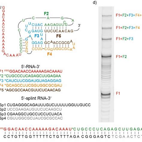 Generation Of The F Rna Polymerase Ribozyme In Ice Selection Of