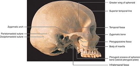 Temporal Infratemporal Fossae Temporal Fossa Extends