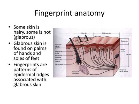 Ppt Fingerprints Powerpoint Presentation Free Download Id2280693