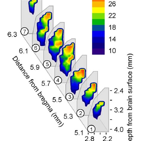 Pdf Three Dimensional Tonotopic Organization Of The C57 Mouse