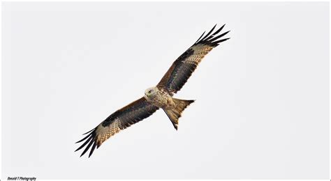 Red Kite Birdforum