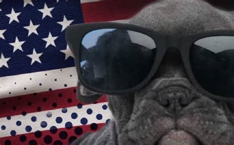 Nuevas Razas De Perros Del Chowsky Al Cheagle Ocho Perros Nunca Antes