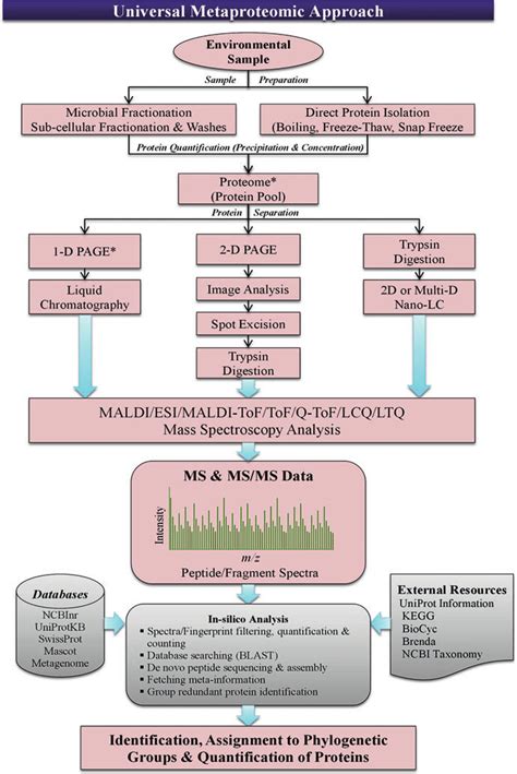 Flow Chart Showing The Metaproteomic Analysis Of Endophyte Source [65